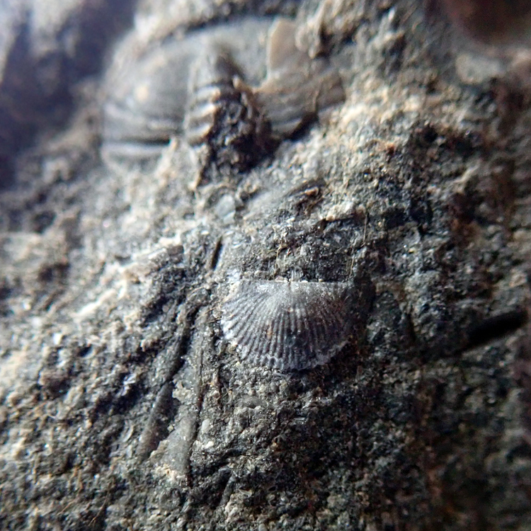 fossil-alma-devon-brachiopoda