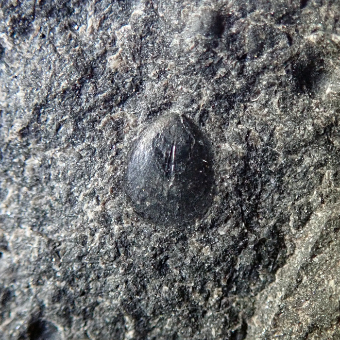 fossil-alma-devon-brachiopoda