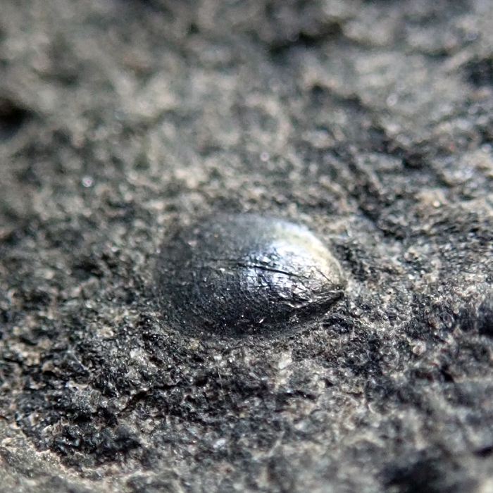 fossil-alma-devon-brachiopoda